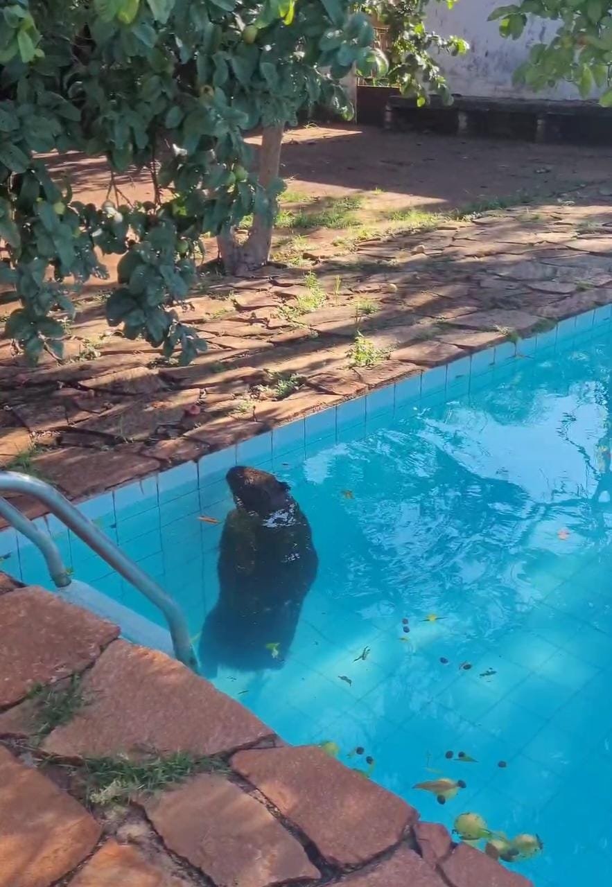 PMA Campo Grande captura capivara dentro de piscina em residência na ... PMA Campo Grande captura capivara dentro de piscina em residência na ...